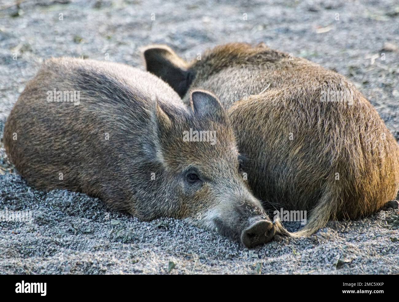 Wild boars on field hi-res stock photography and images - Alamy