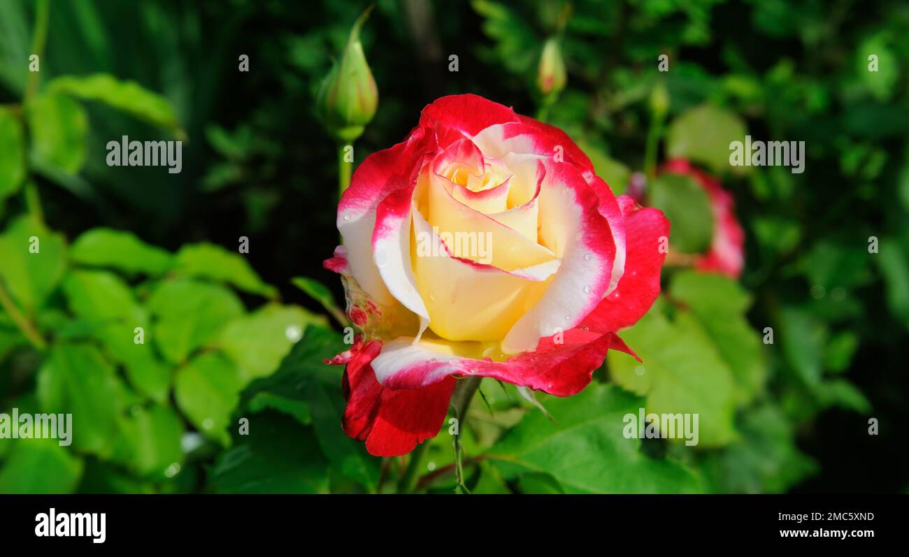 Beautiful roses in summer garden . A bright sunny day. Wide photo Stock ...