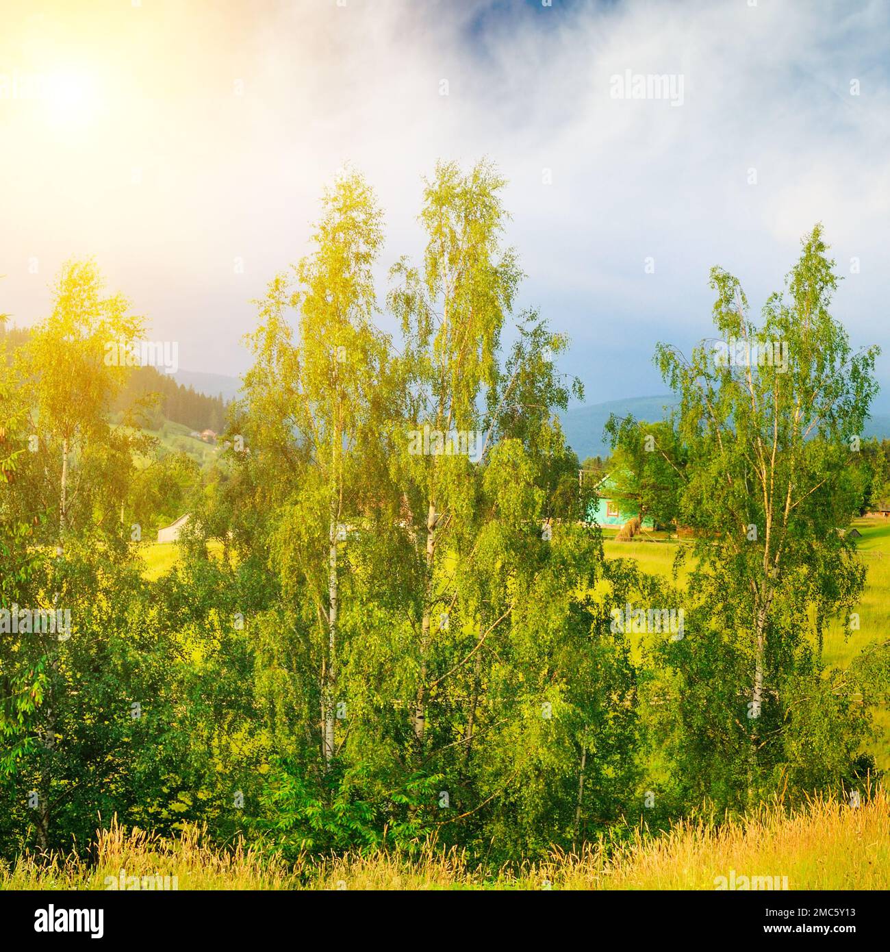 Slopes of the mountains, beautiful spruce and a bright sunset. Rural ...