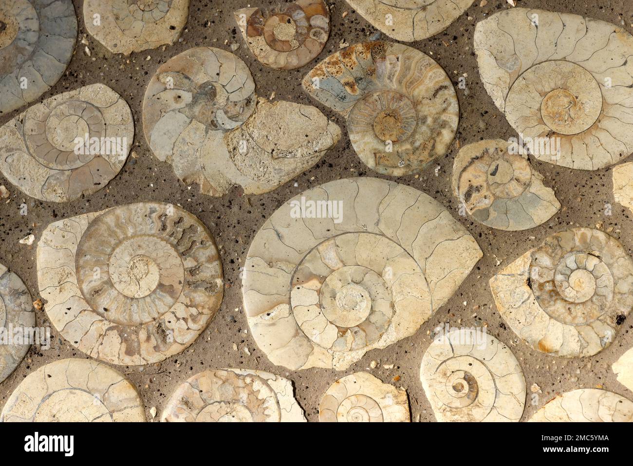 Ammonite ammonites fossil fossils hi-res stock photography and images ...