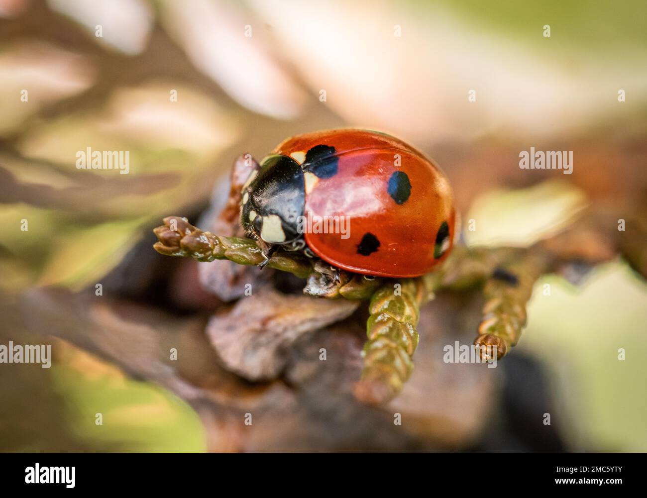 Ladybug close up shot hi-res stock photography and images - Alamy