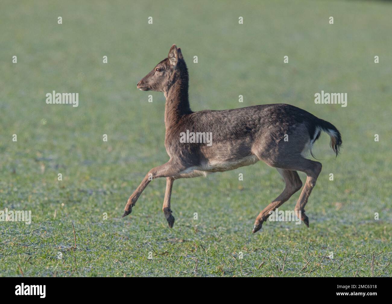 An adult Fallow deer prancing across the farmers crop, all feet off the ...
