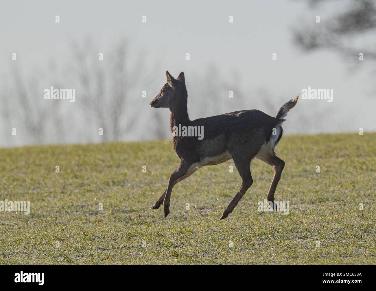 Young farmers dancing uk hi-res stock photography and images - Alamy