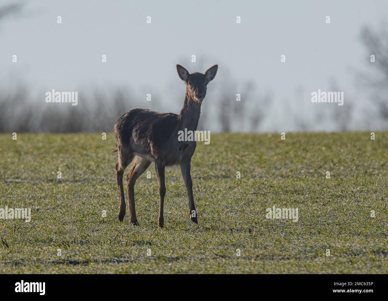 A young female Fallow deer standing in the farmers crop, her winter ...