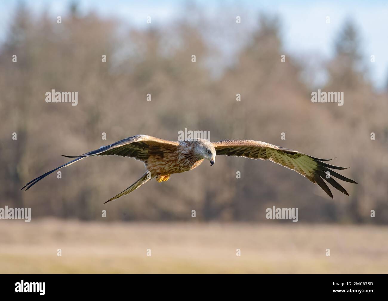 Close up of a Red Kite (Milvus milvus) flying against a woodland ...