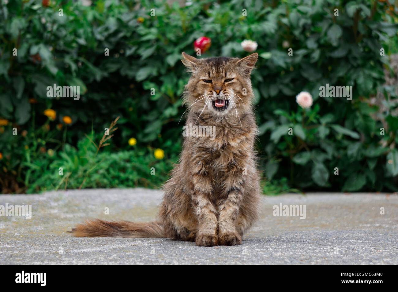 Stray cute cat portrait hi-res stock photography and images - Alamy
