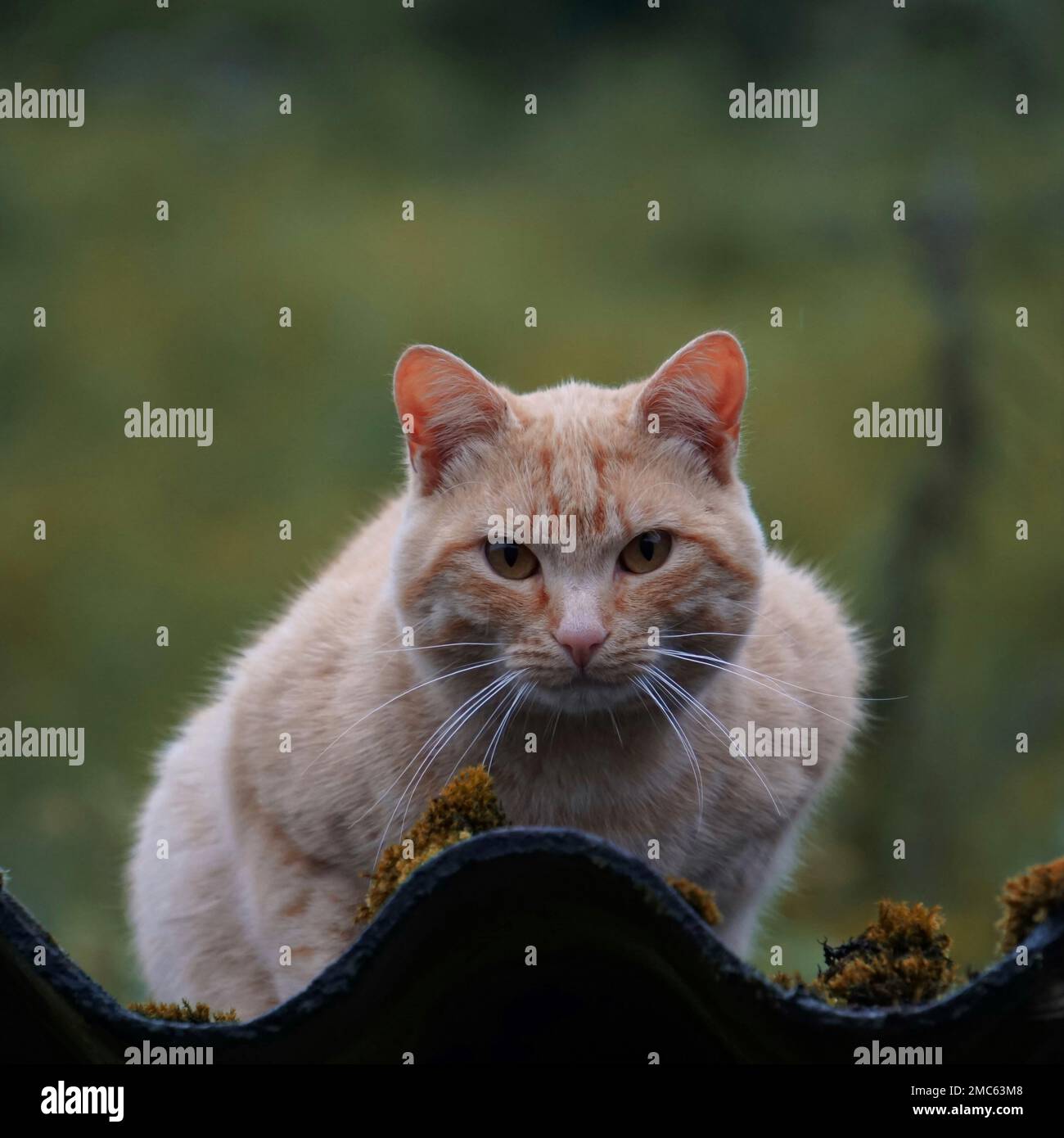 Stray kitten portrait hi-res stock photography and images - Alamy