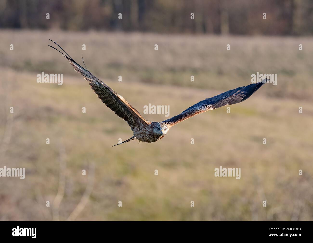 Grassland raptor hi-res stock photography and images - Alamy