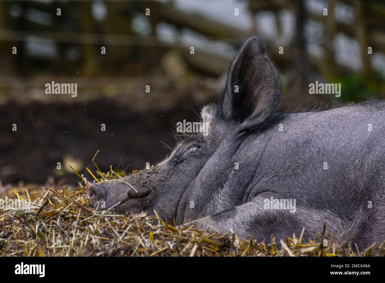 No ground hog hi-res stock photography and images - Alamy