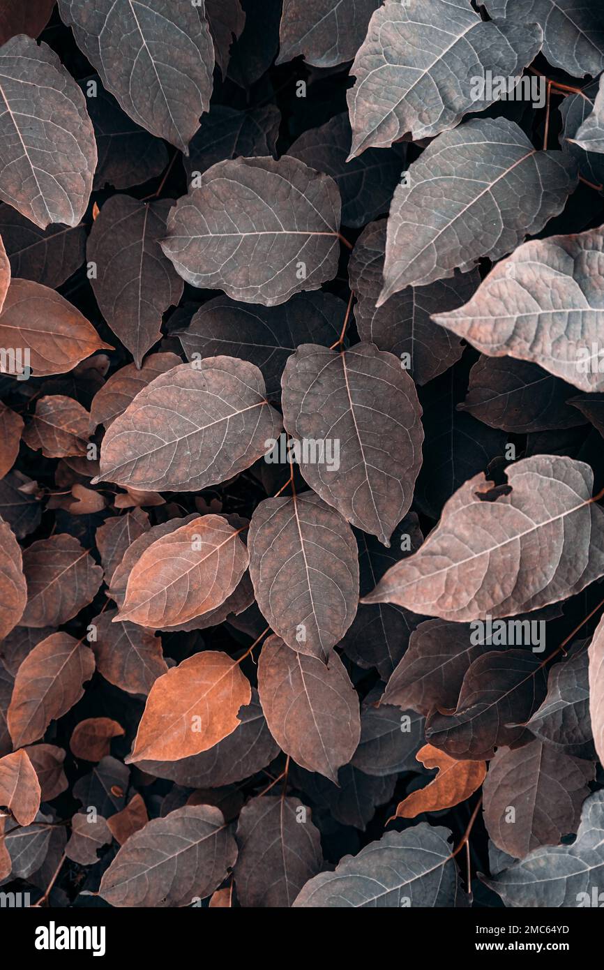 Brown plant hi-res stock photography and images - Alamy