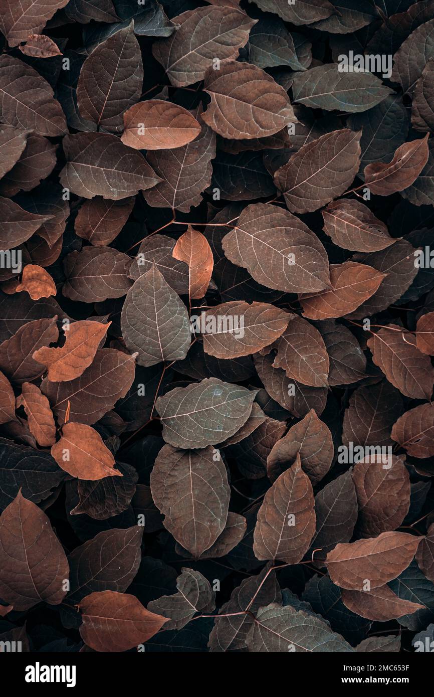 brown plant leaves in the nature in autumn season, brown background ...