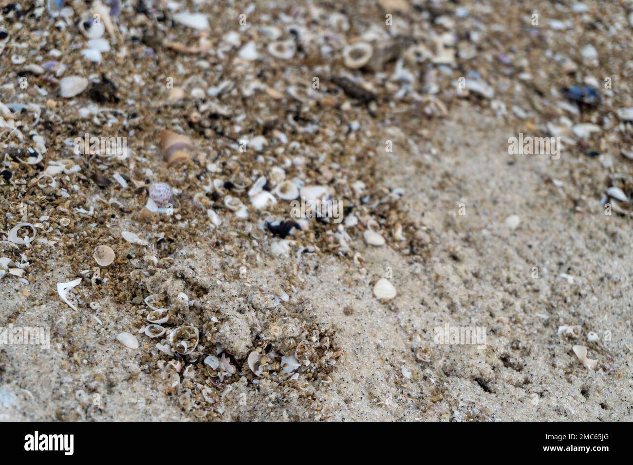 shells on the white sandy beach in the middle of nature landscape Stock ...