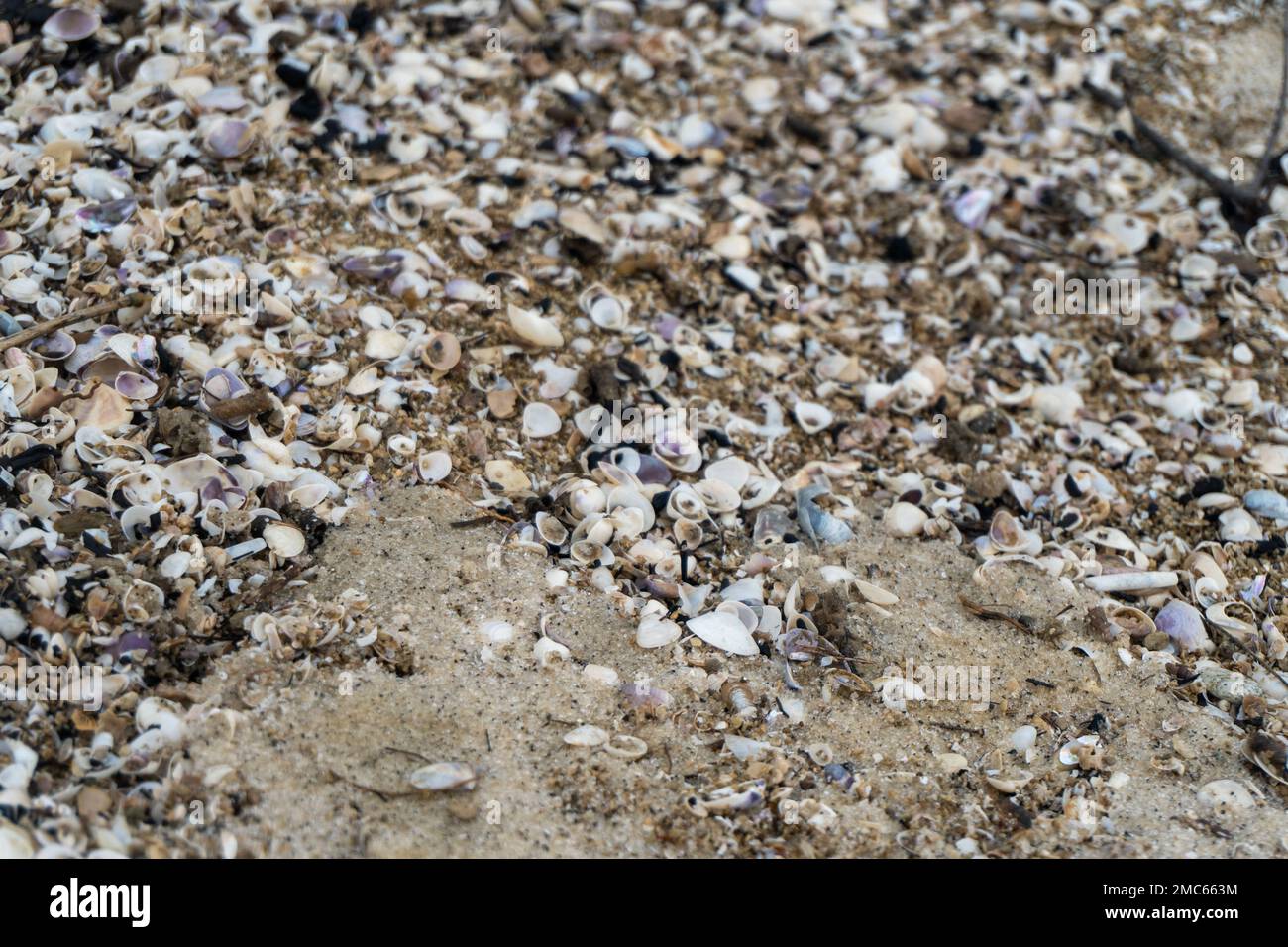 shells on the white sandy beach in the middle of nature landscape Stock ...