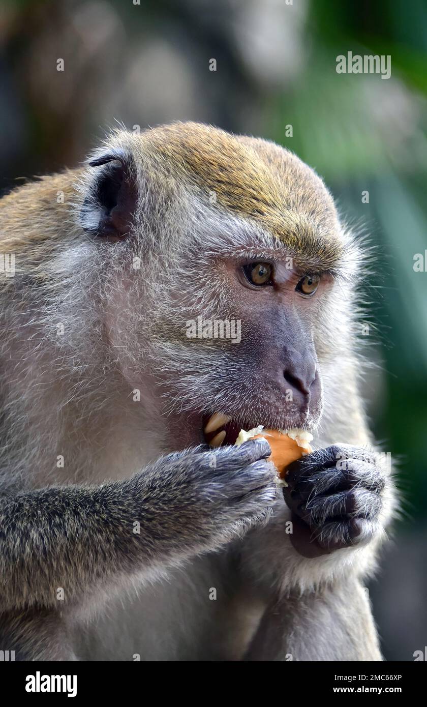 Long-tailed Macaque (Macaca fascicularis) at Batu Caves, Javaneraffe ...