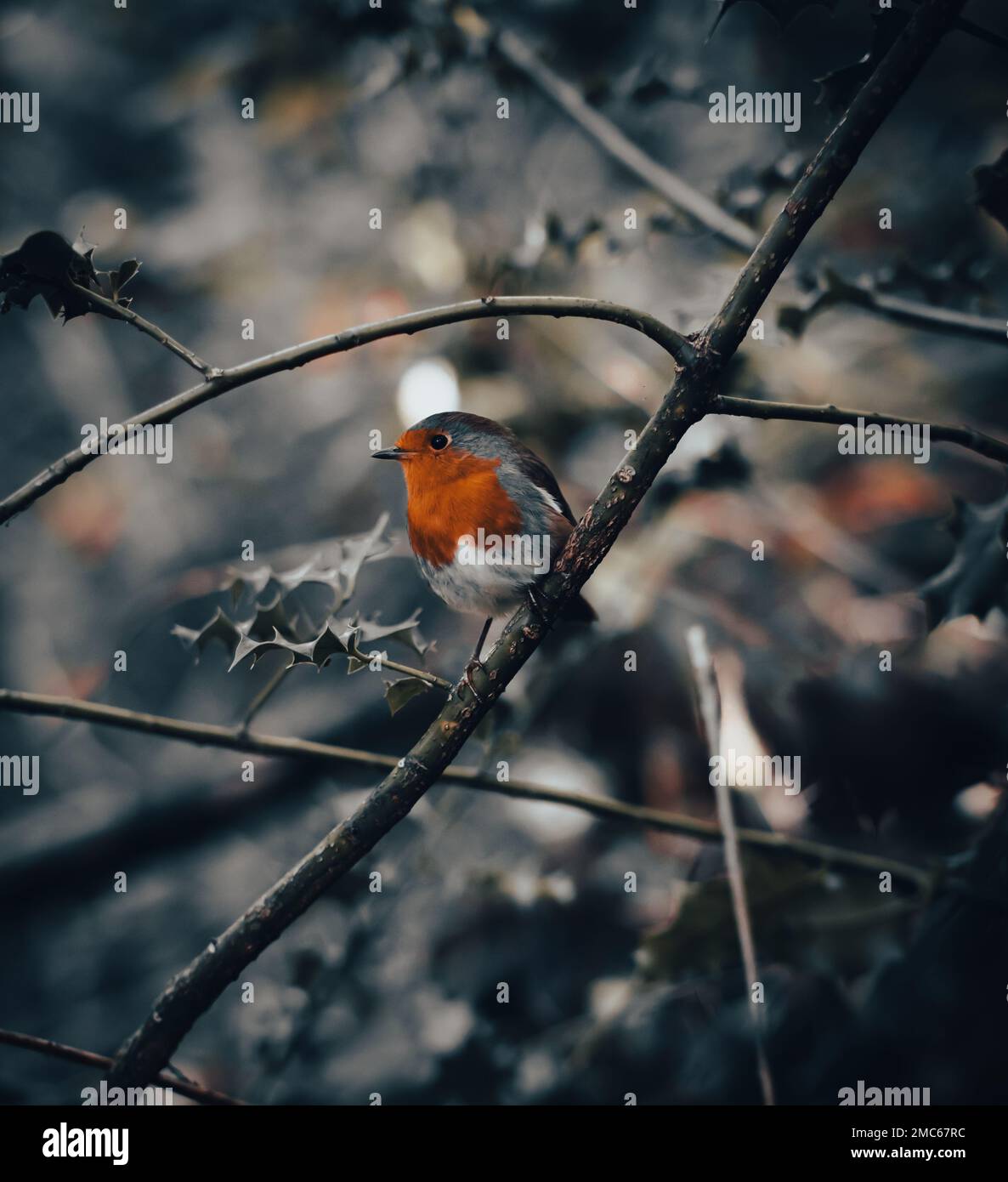 Beautiful Robin on an Autumn morning Stock Photo - Alamy