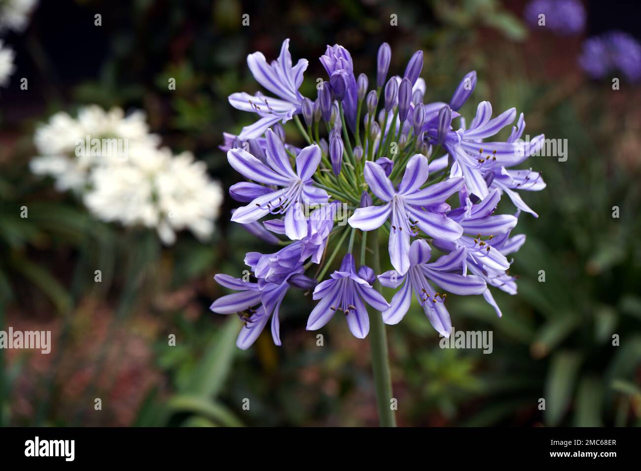 Agapanthus flower also known as lily of the Nile, or African lily in ...