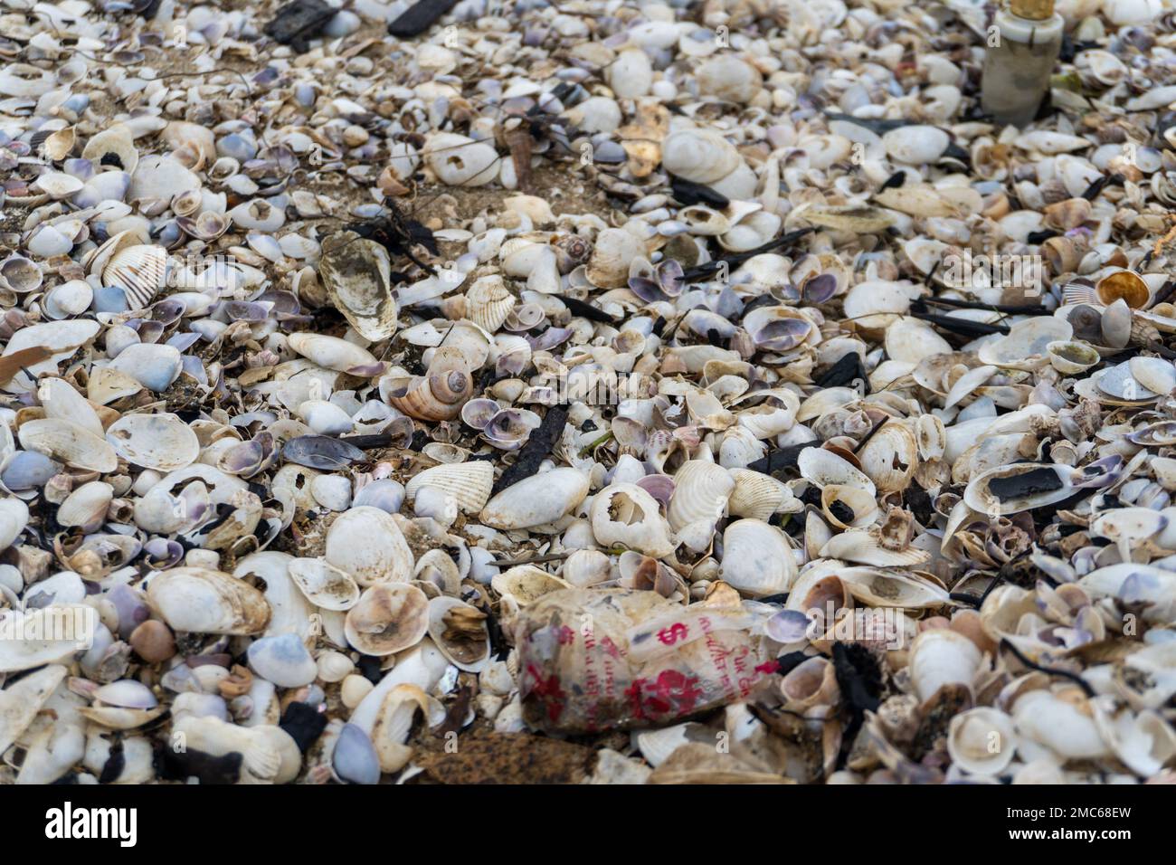 shells on the white sandy beach in the middle of nature landscape Stock ...