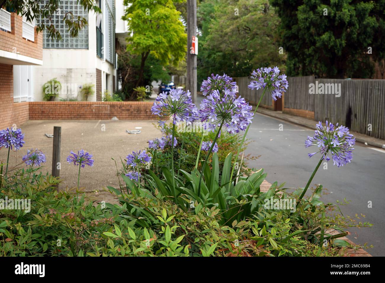 Agapanthus flowers also known as lily of the Nile, or African lily in ...