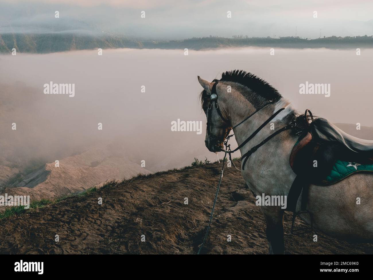 Horse in a Bromo Mountains fog, Java, Indonesia Stock Photo - Alamy
