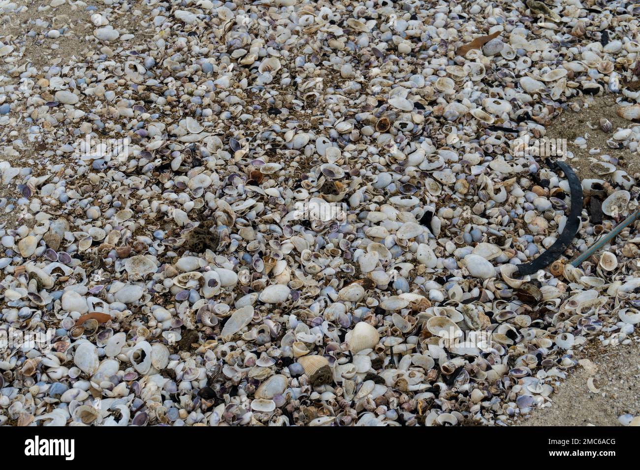 shells on the white sandy beach in the middle of nature landscape Stock ...