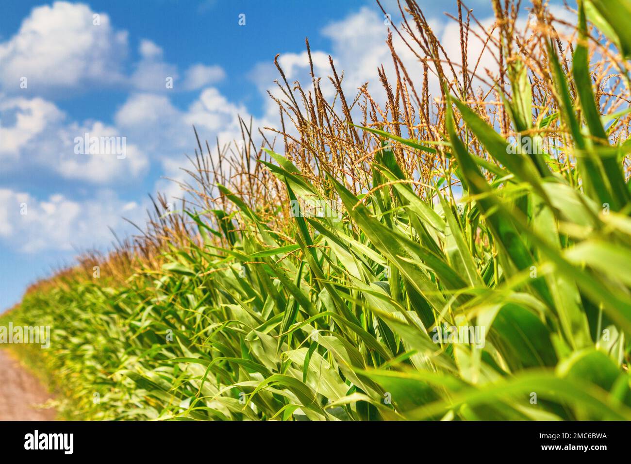 Day sun clouds blue sky cornfield hi-res stock photography and images ...