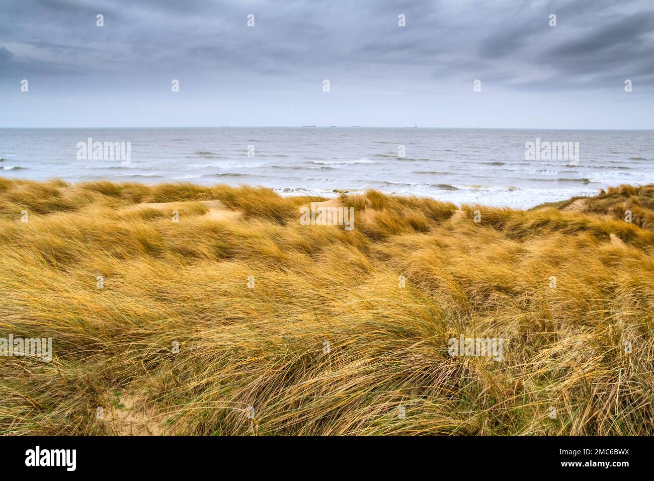 Beautiful seaside landscape - coast of South Holland with grass covered ...