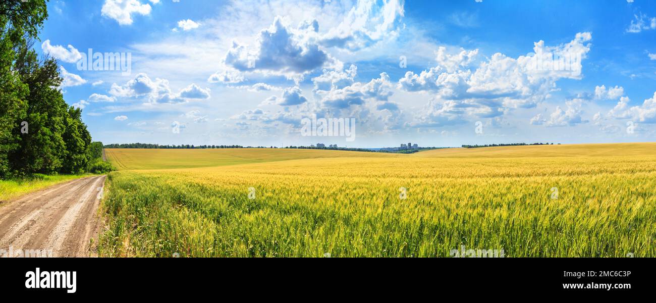 Rural landscape, panorama, banner - field of young wheat and country ...