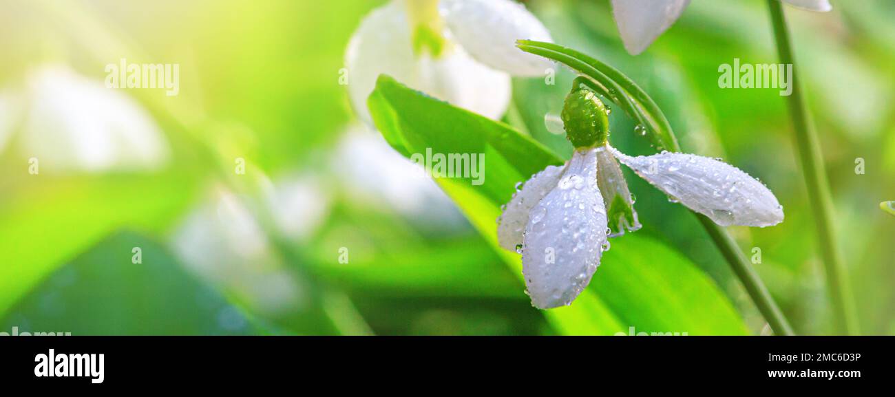 Beautifull snowdrops, banner - blooming white flowers in early spring ...