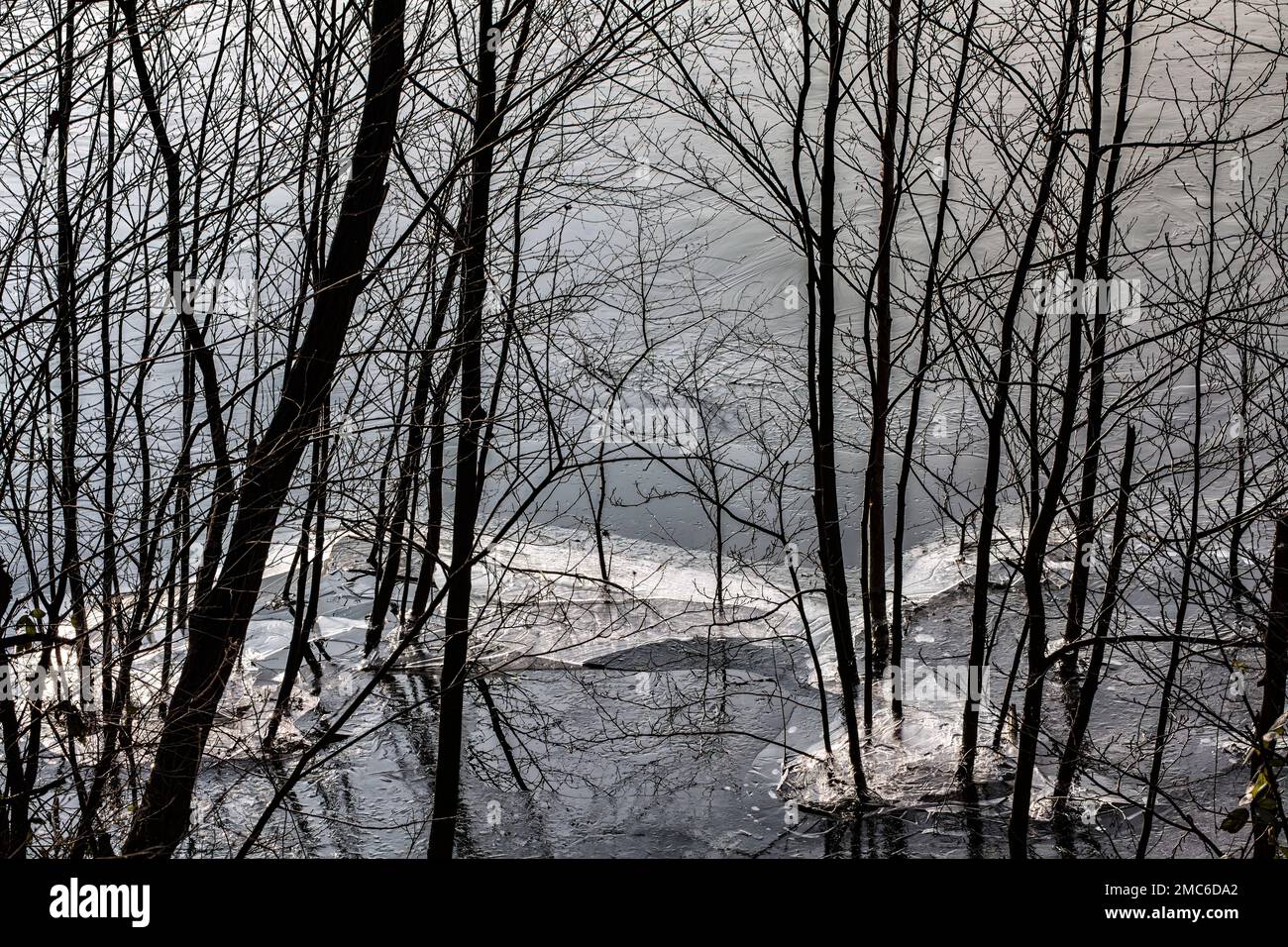 Frozen lake trees in winter hi-res stock photography and images - Alamy