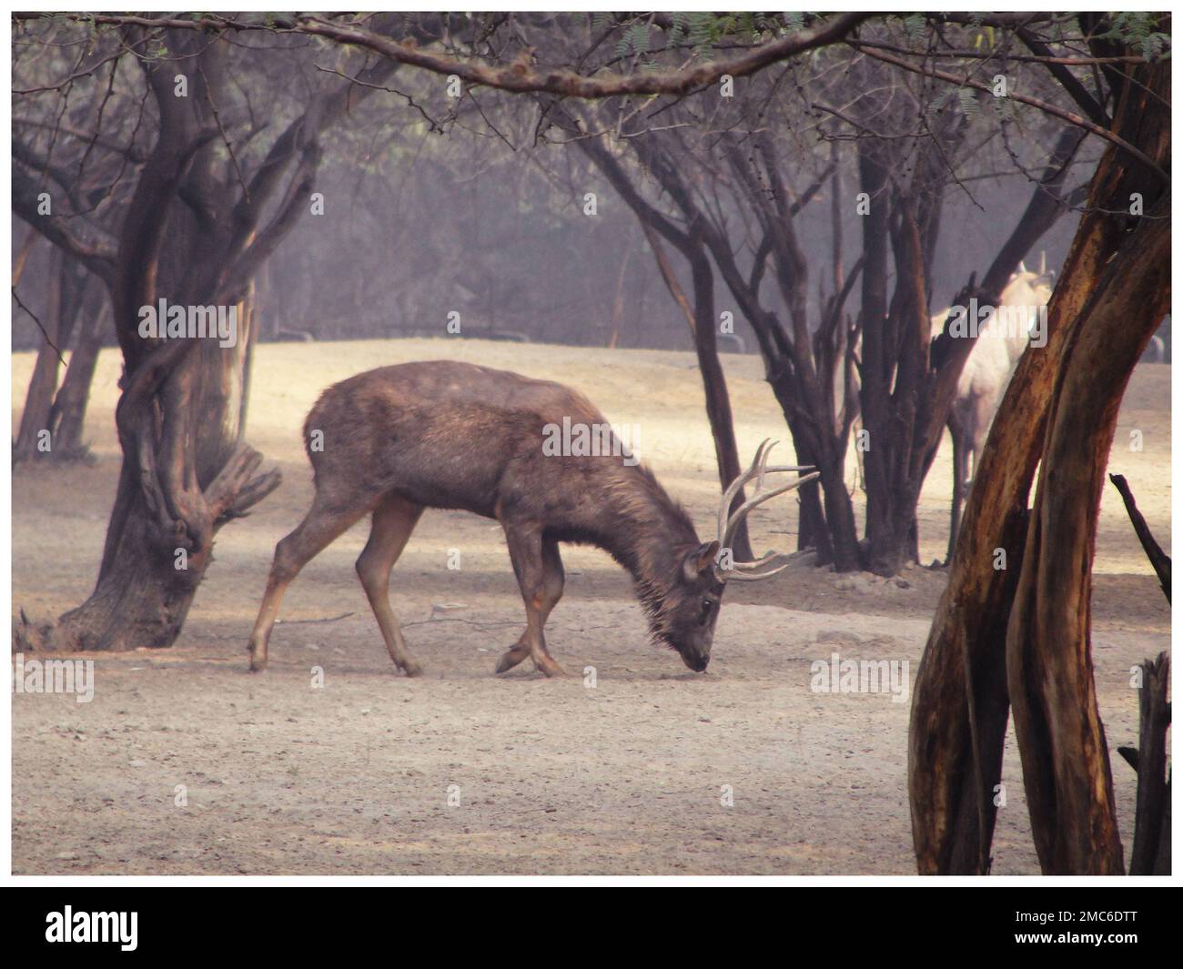 Beautiful view wild deer Cut Out Stock Images & Pictures - Alamy