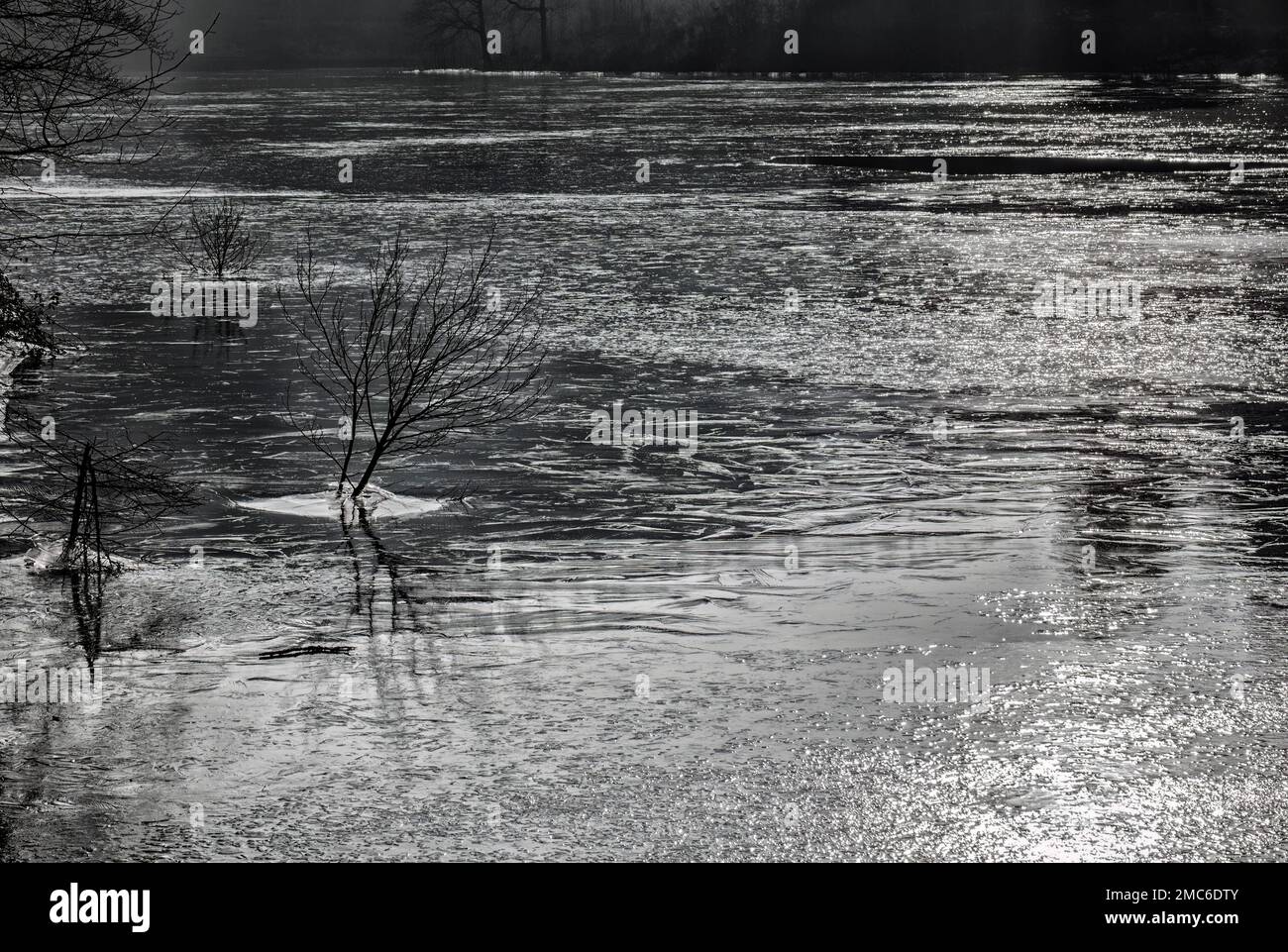 Lake frozen tree branches hi-res stock photography and images - Alamy