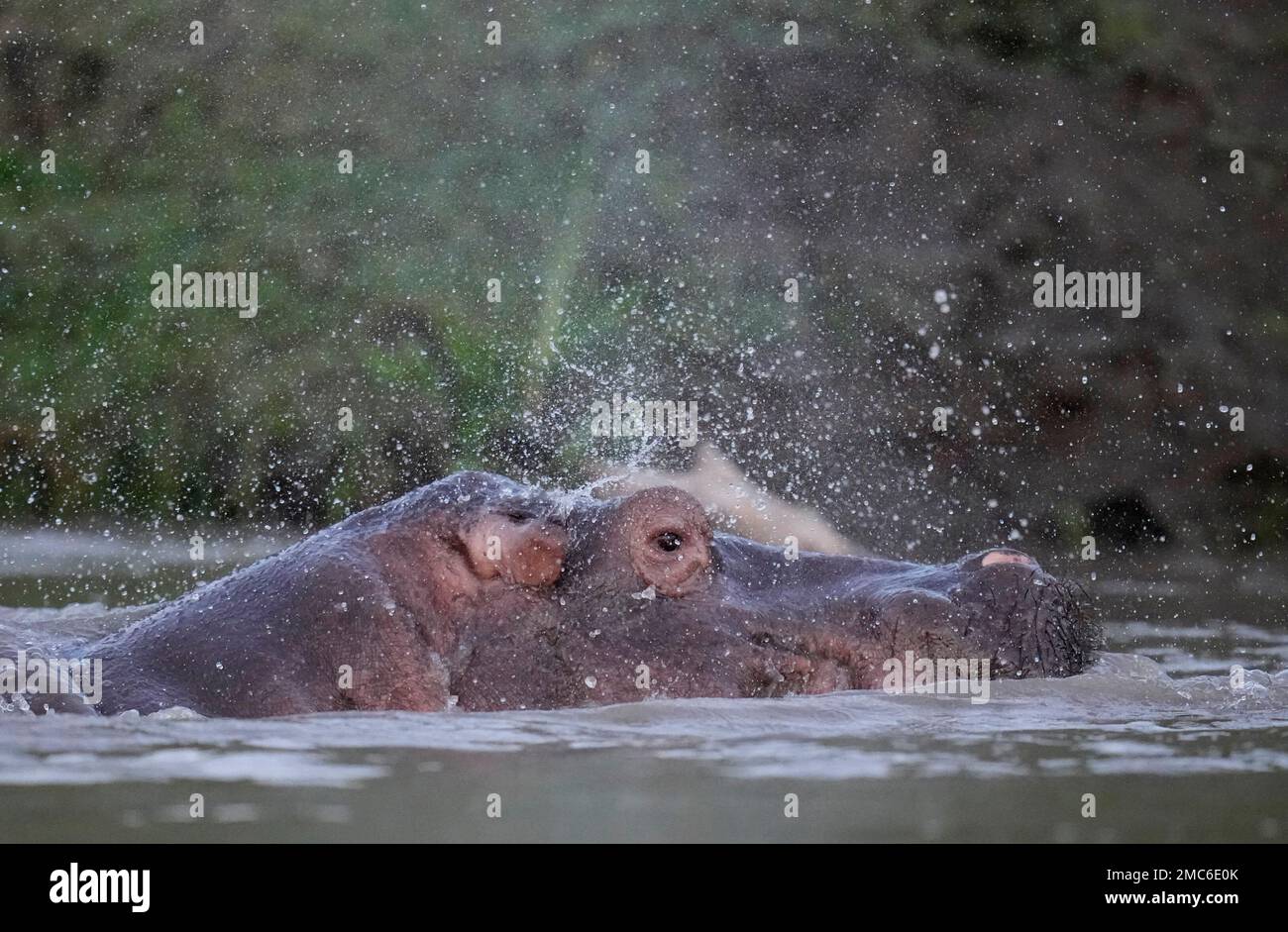 A hippo swims in the Magdalena river in Puerto Triunfo, Colombia ...