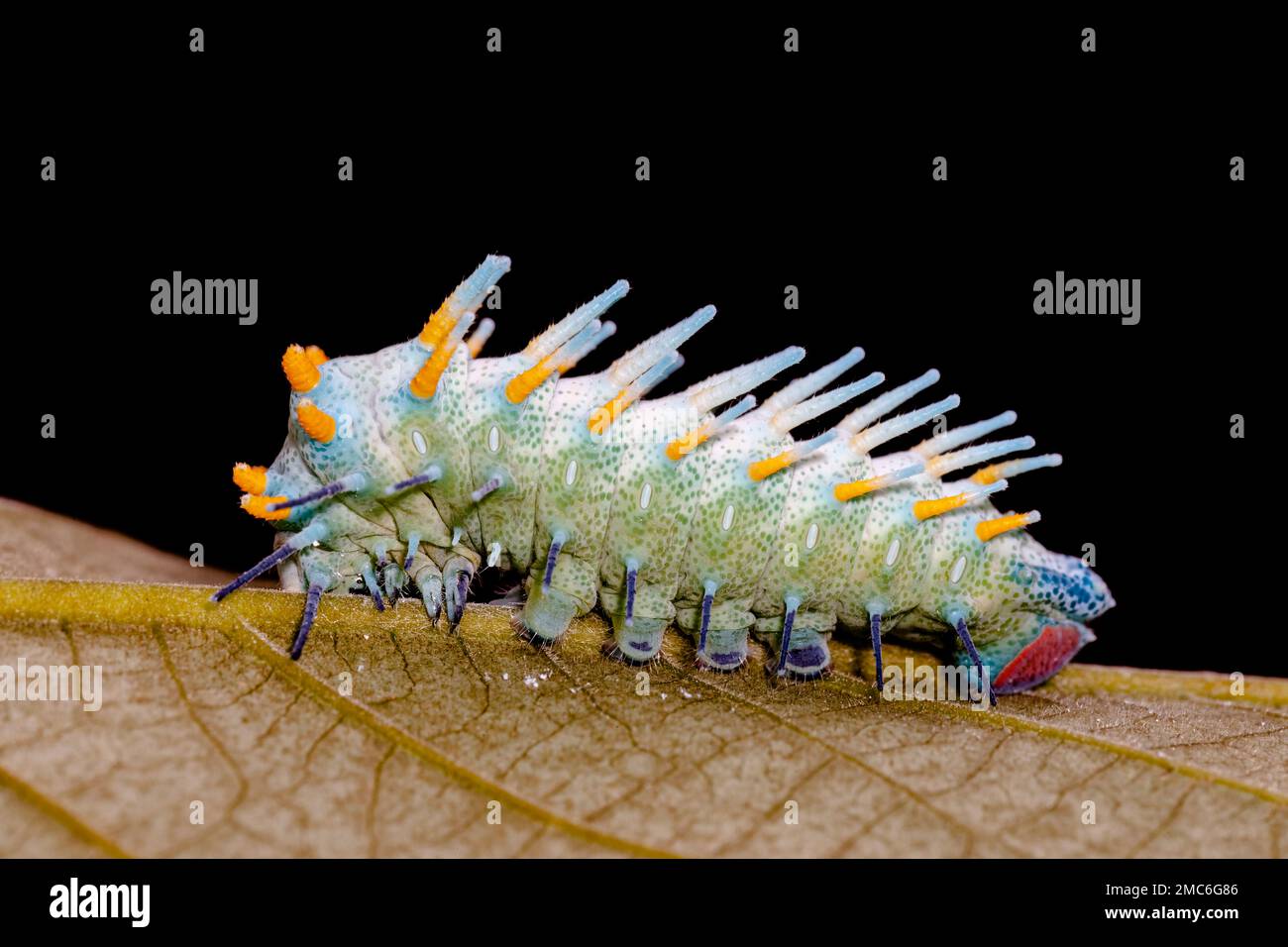 Philippine insects hi-res stock photography and images - Alamy