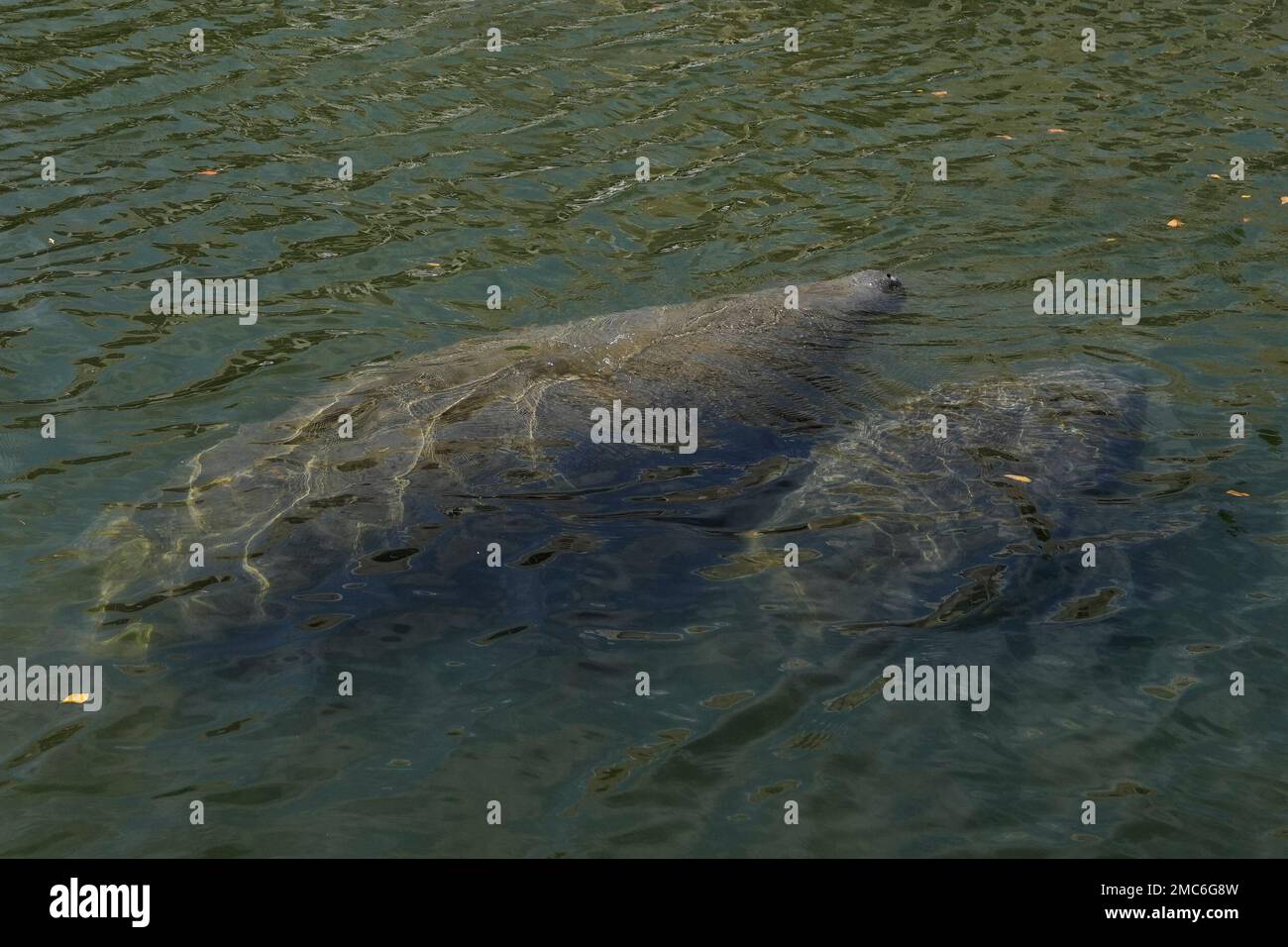 An adult and young manatee swim together in a canal, Wednesday, Feb. 16 ...