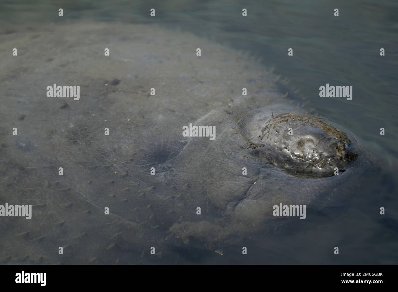 A manatee swims in a canal, Wednesday, Feb. 16, 2022, in Coral Gables ...