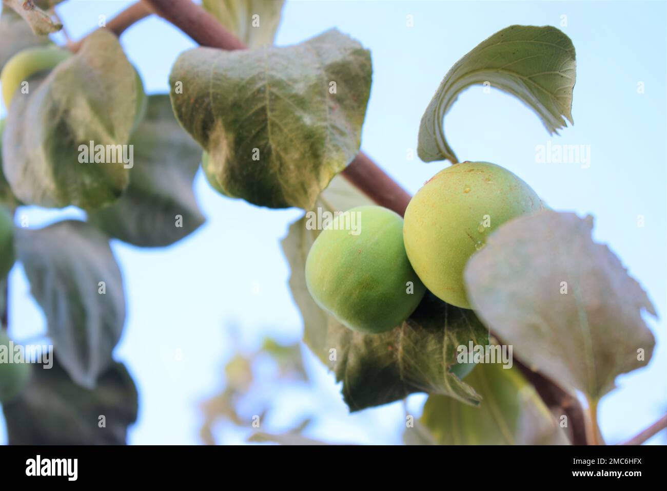 A low angle of a branch of young green apples covered in water drops ...