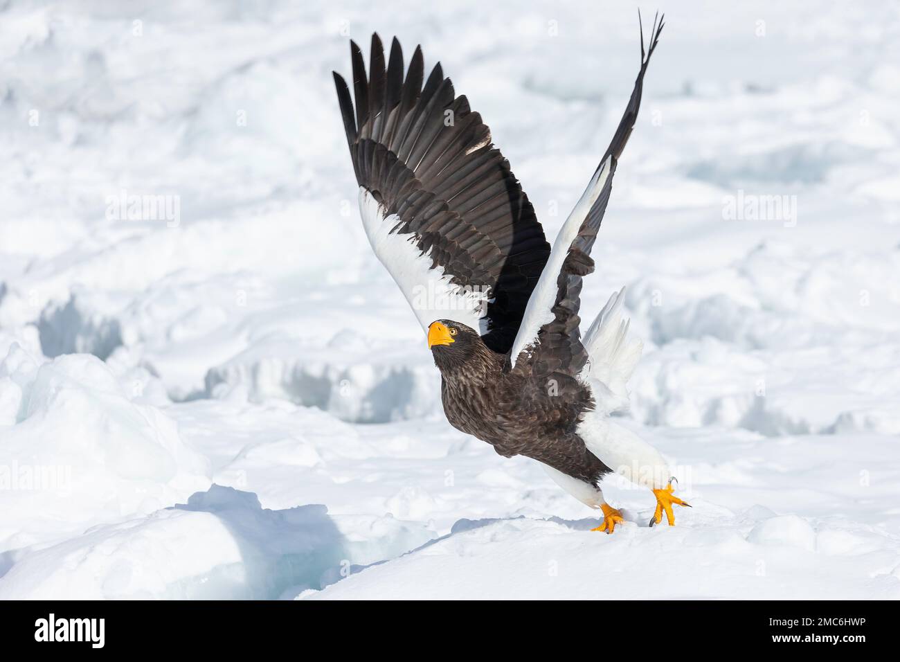 Steller's sea eagle (Haliaeetus pelagicus) taking off from sea ice in ...