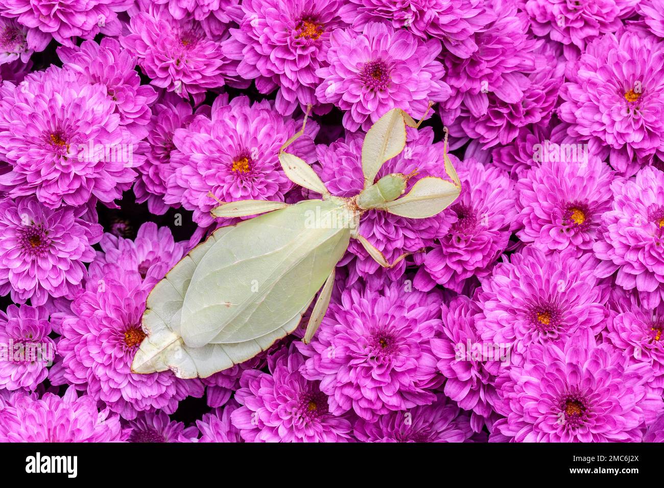 Leaf insect (Phyllium sp) on Chrysanthemum flowers Stock Photo - Alamy