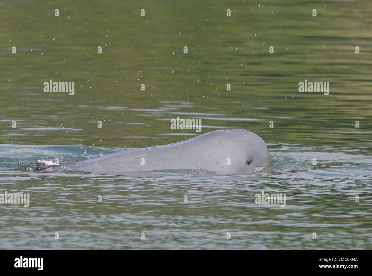 FILE - A Mekong River dolphin appears on the Mekong River at Kampi ...