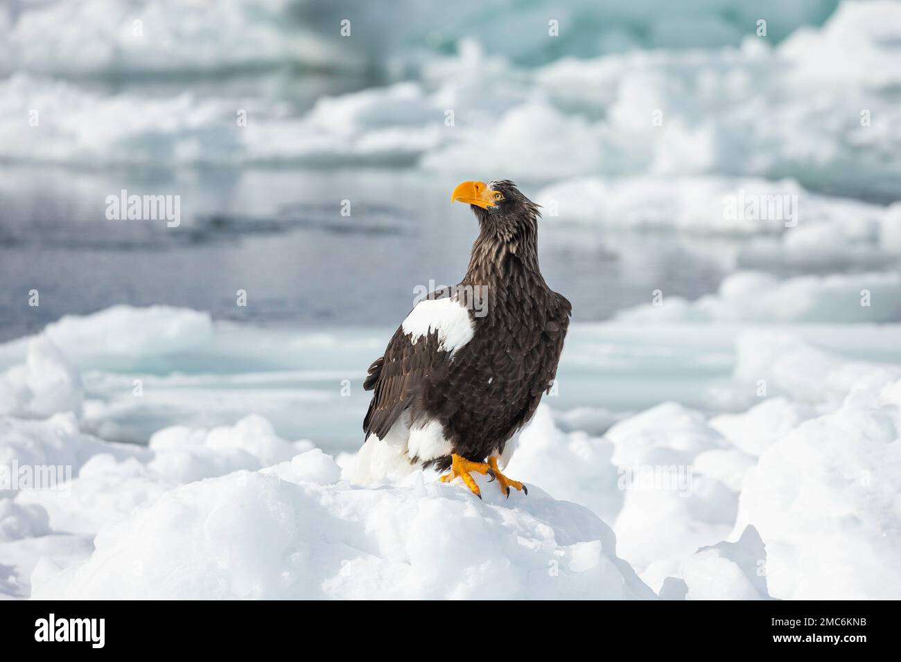 Steller's sea eagle (Haliaeetus pelagicus) perched on sea ice in the ...