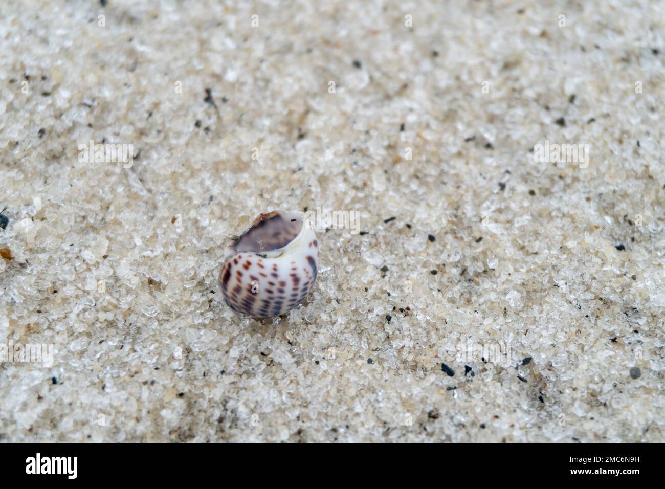 snail shell on the white sandy beach in the middle of nature landscape ...