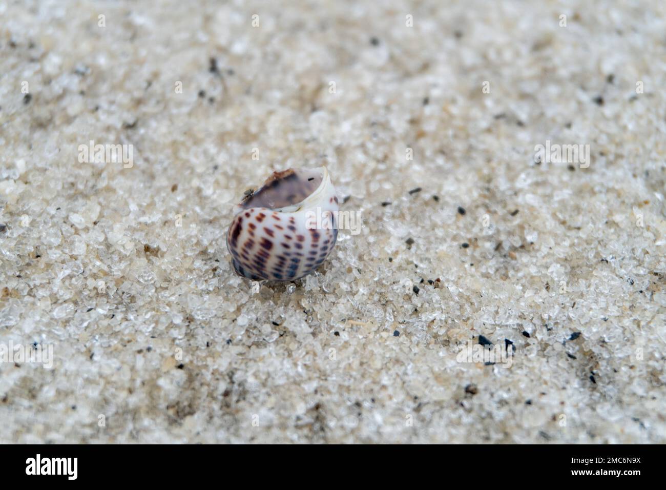 snail shell on the white sandy beach in the middle of nature landscape ...