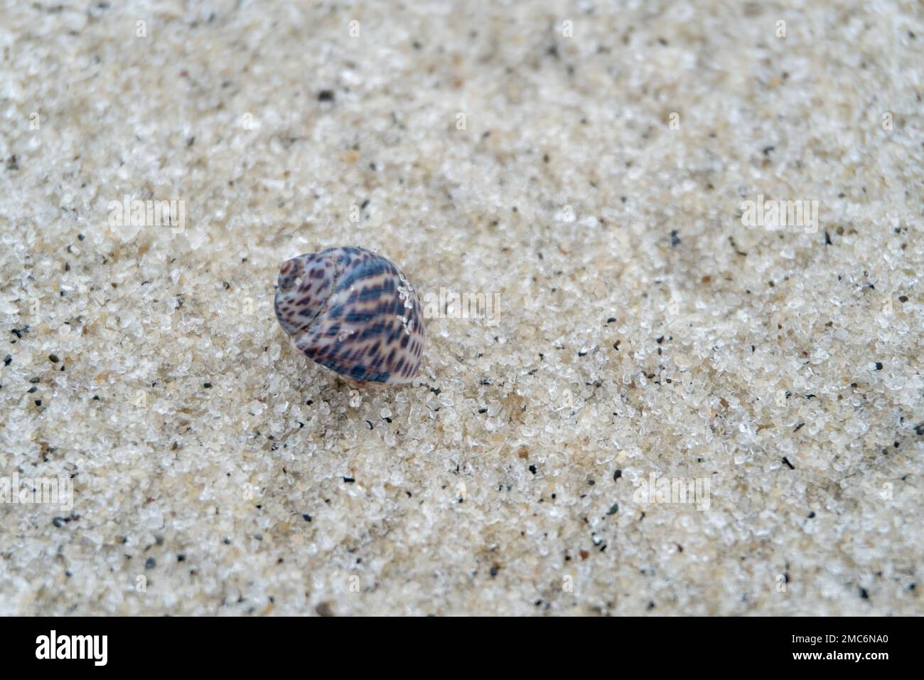 snail shell on the white sandy beach in the middle of nature landscape ...