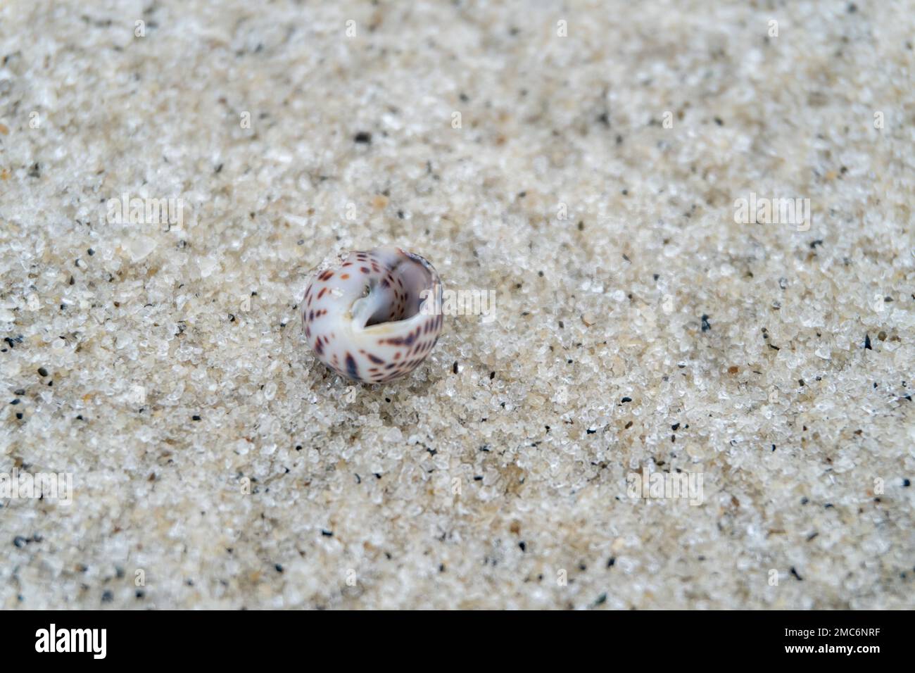 snail shell on the white sandy beach in the middle of nature landscape ...