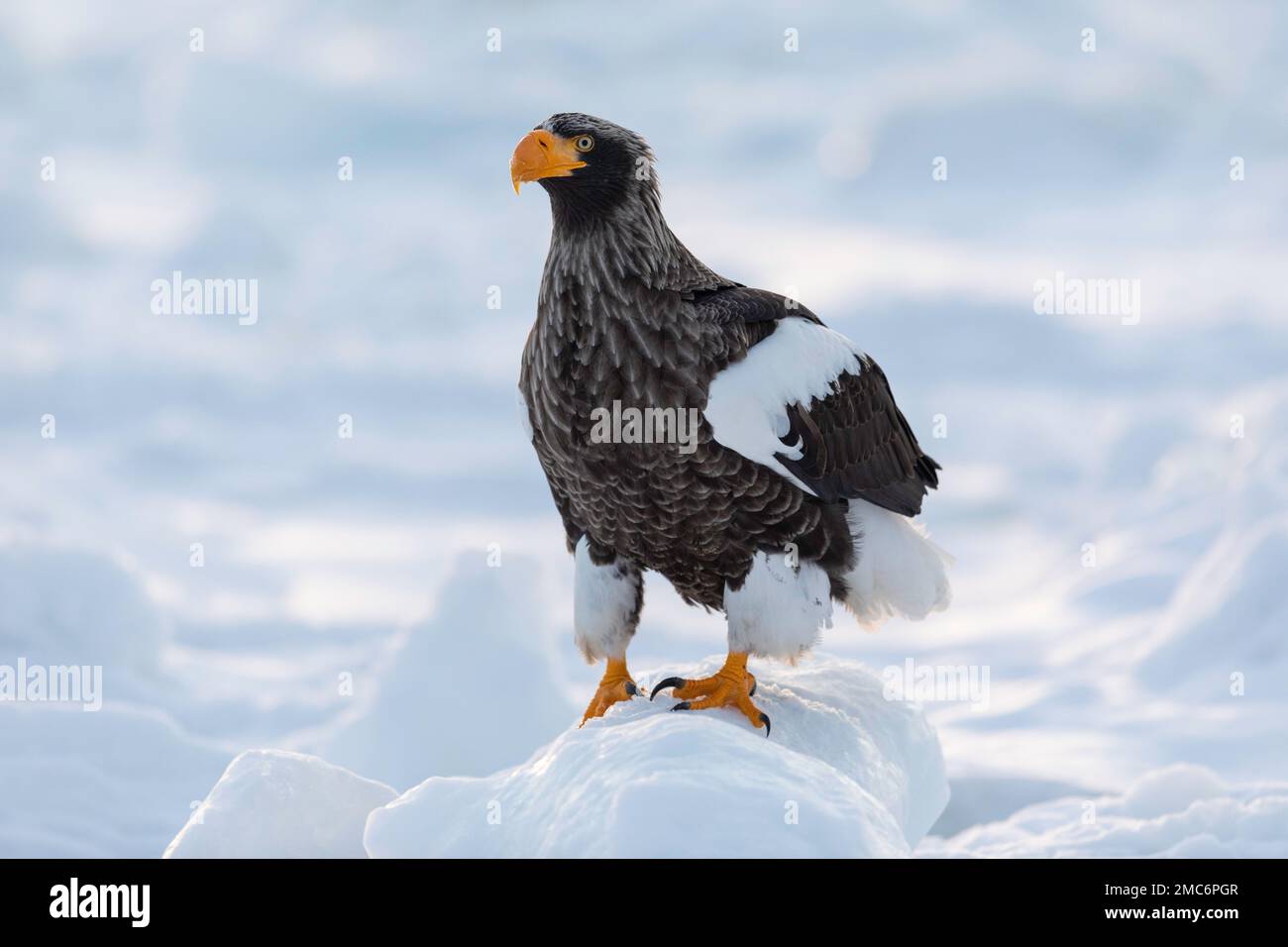 Steller's sea eagle (Haliaeetus pelagicus) perched on sea ice in the ...