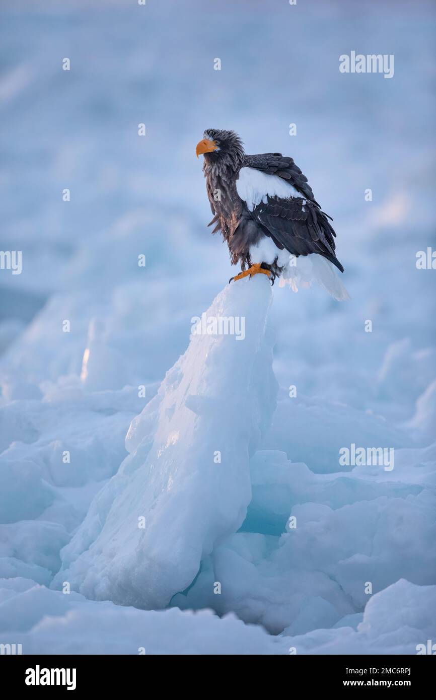 Steller's sea eagle (Haliaeetus pelagicus) perched on sea ice in the ...