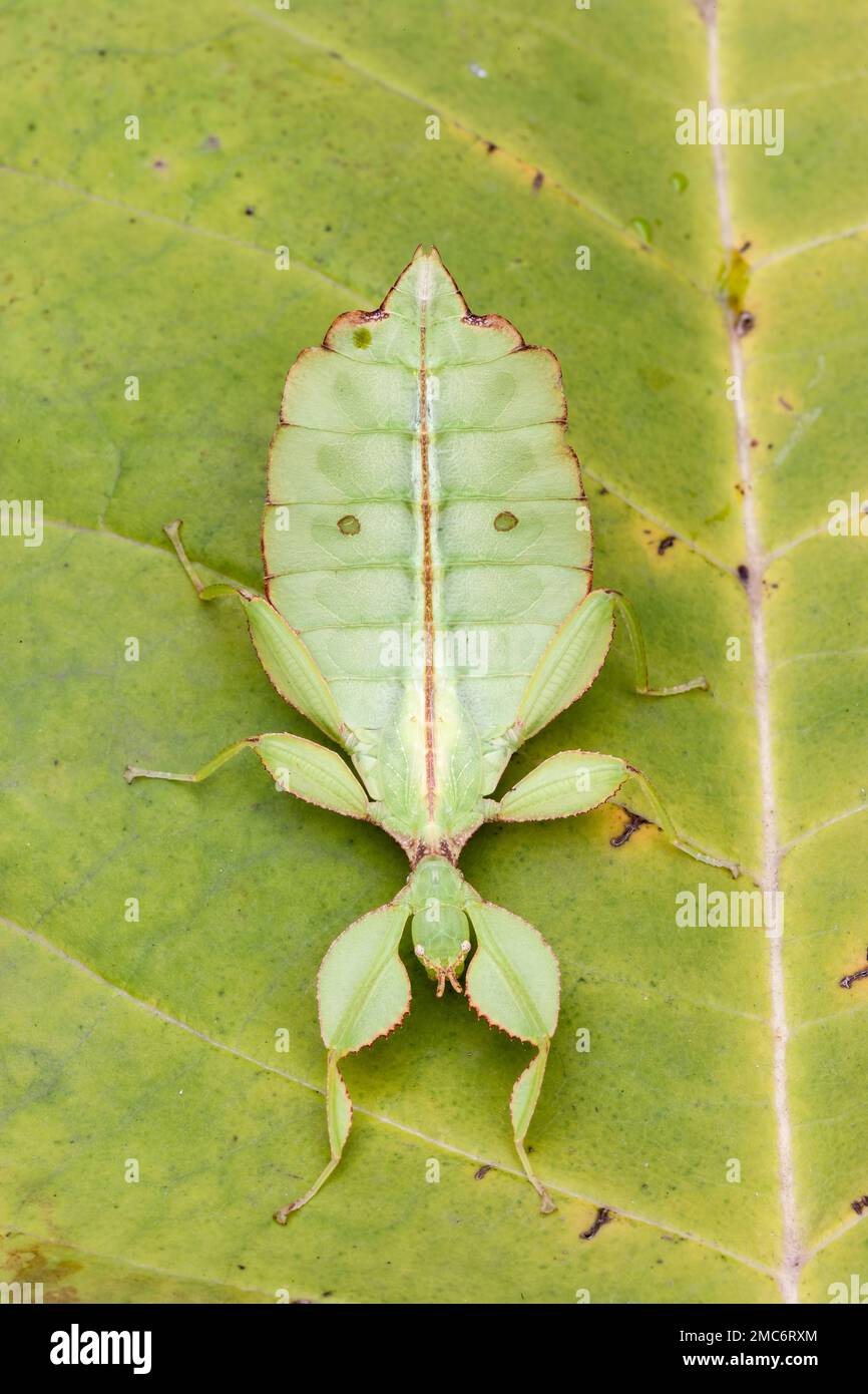 Leaf insect (Phyllium sp) on leaf Stock Photo - Alamy