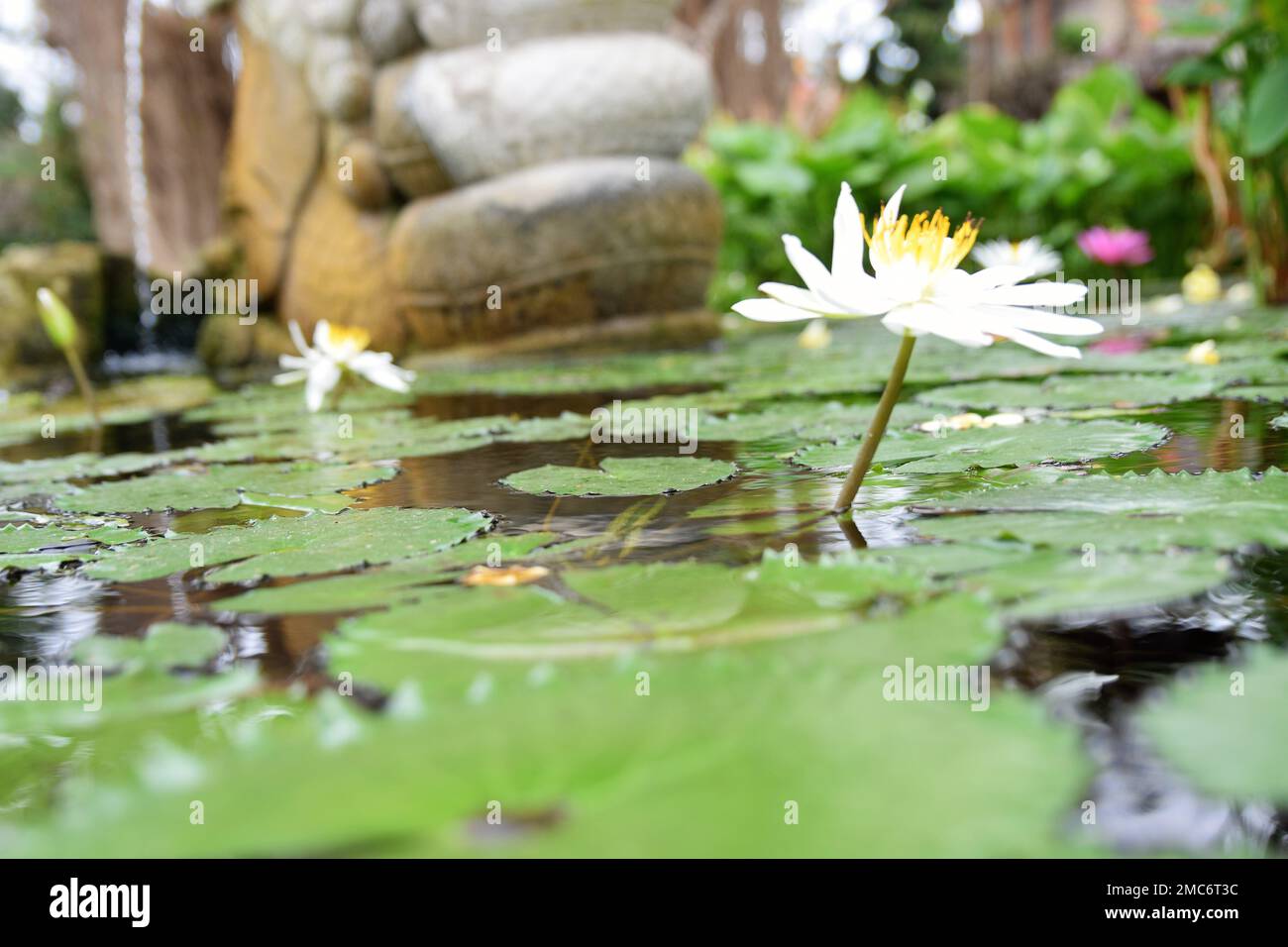 Long stem of a lotus hi-res stock photography and images - Alamy