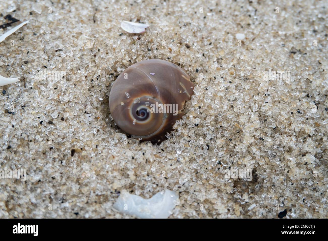 snail shell on the white sandy beach in the middle of nature landscape ...