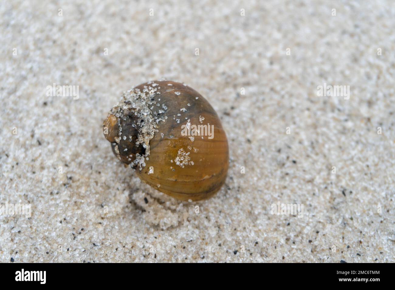 snail shell on the white sandy beach in the middle of nature landscape ...